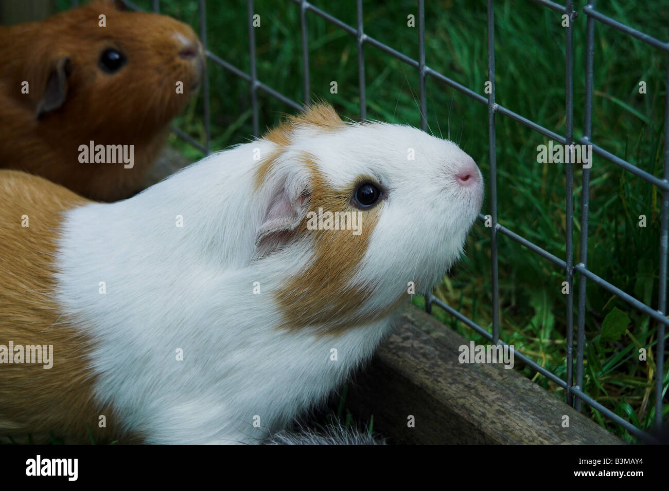 Pet Guinea Pigs Stock Photo - Alamy