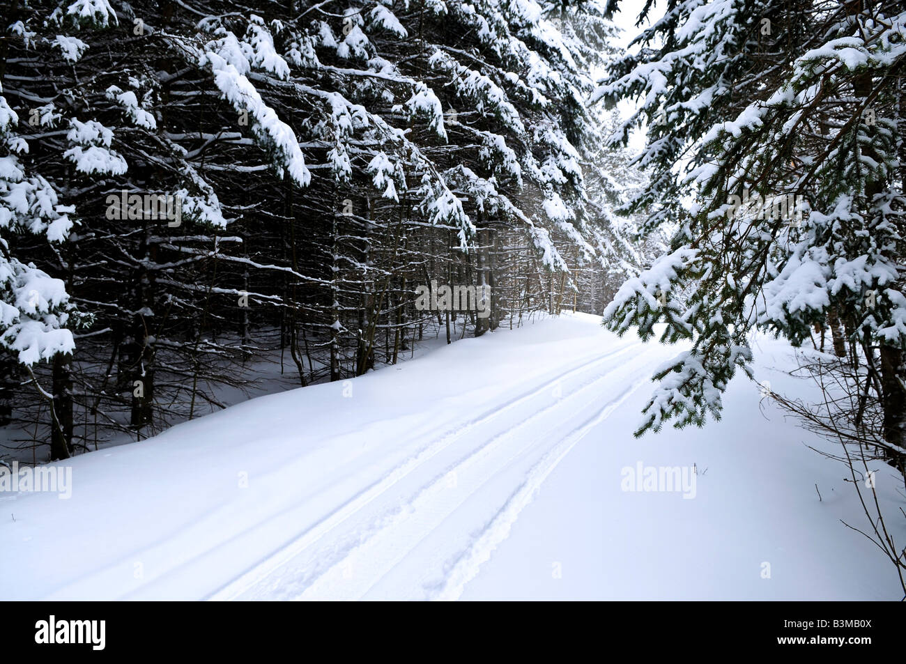 Winter landscape with snowy trees and snowmobile path Stock Photo - Alamy