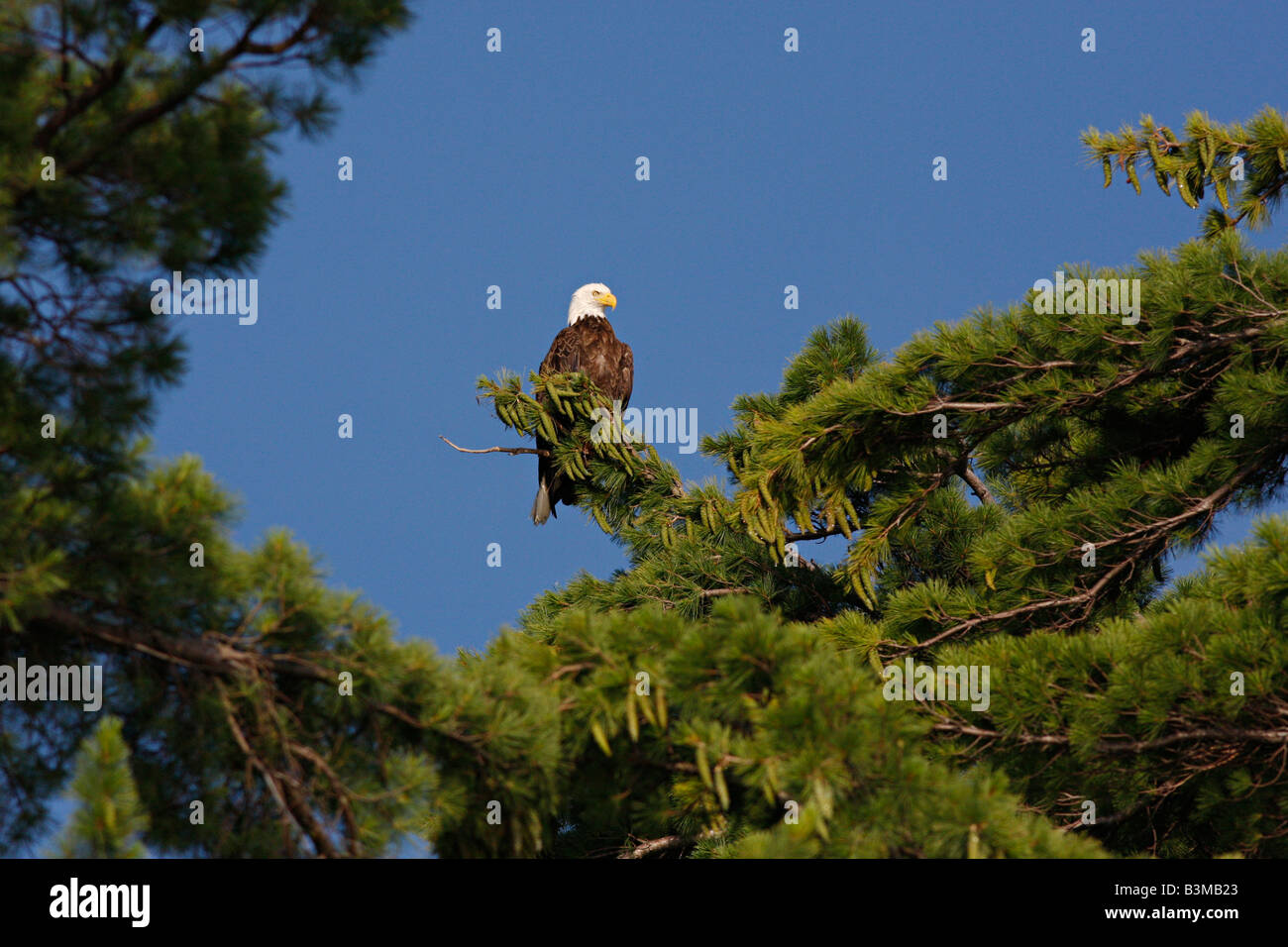 Bald Eagle sits majestically atop a white pine tree in Voyageurs ...