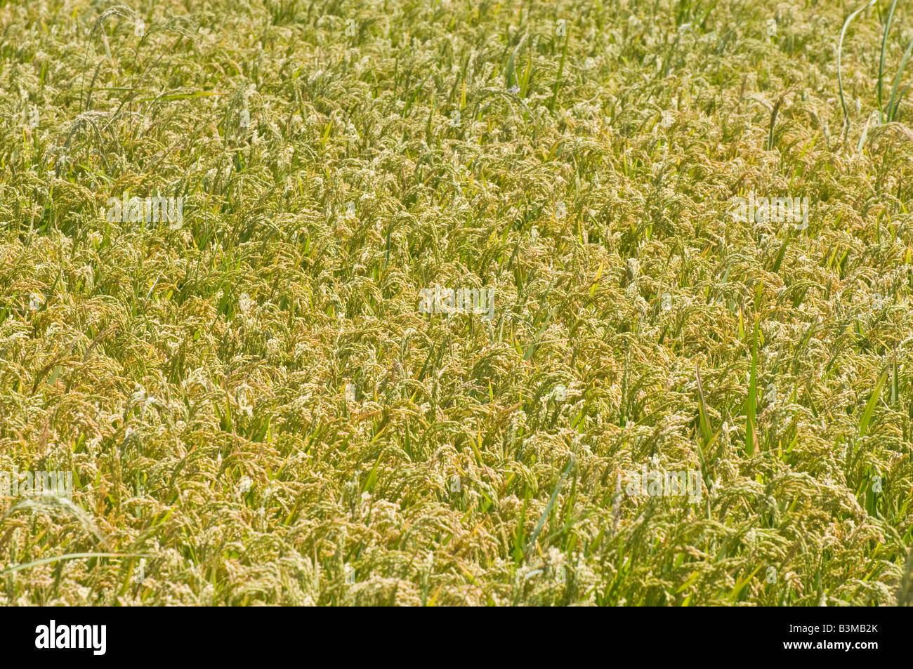 A field of rice ripening in the sun, growing in the Camargue region of ...