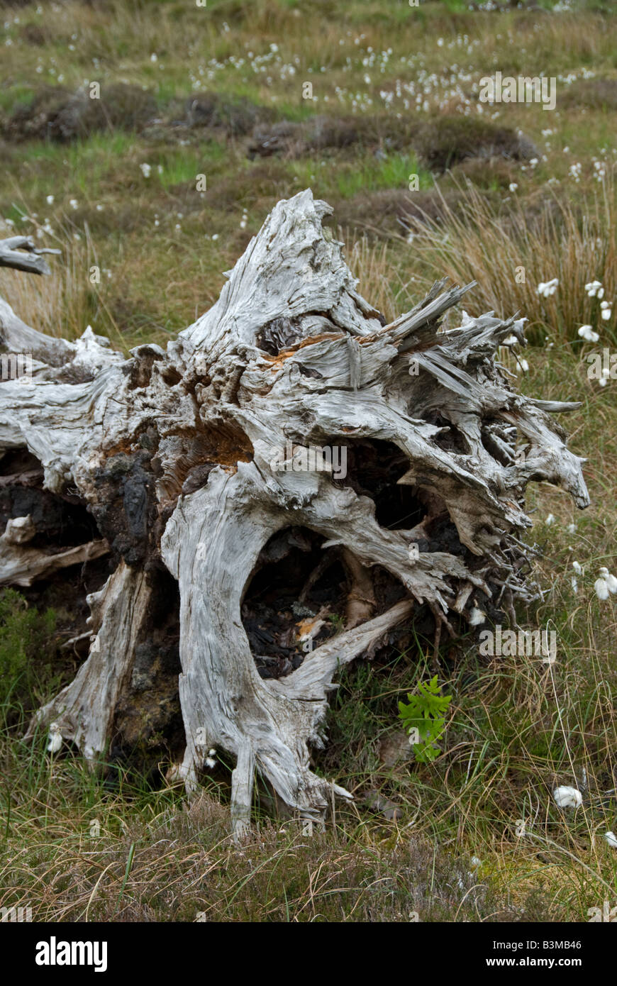 Bog oak peat bog May Stock Photo - Alamy