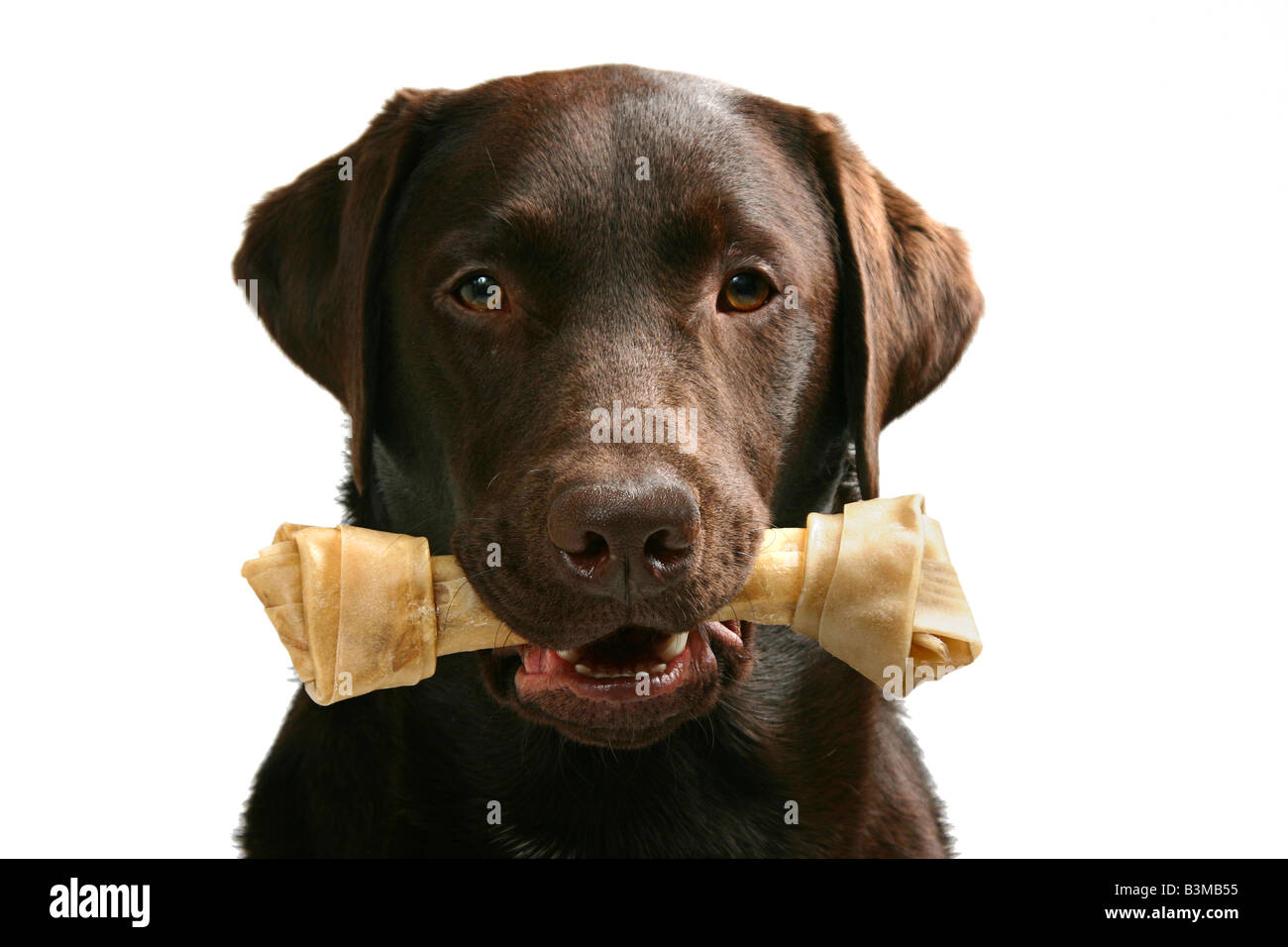 Shot of a chocolate labrador with a bone in this mouth Stock Photo - Alamy