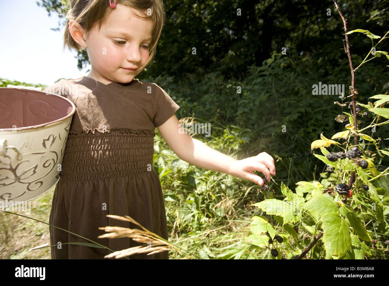 A young girl collecting wild berries in a bucket Stock Photo - Alamy