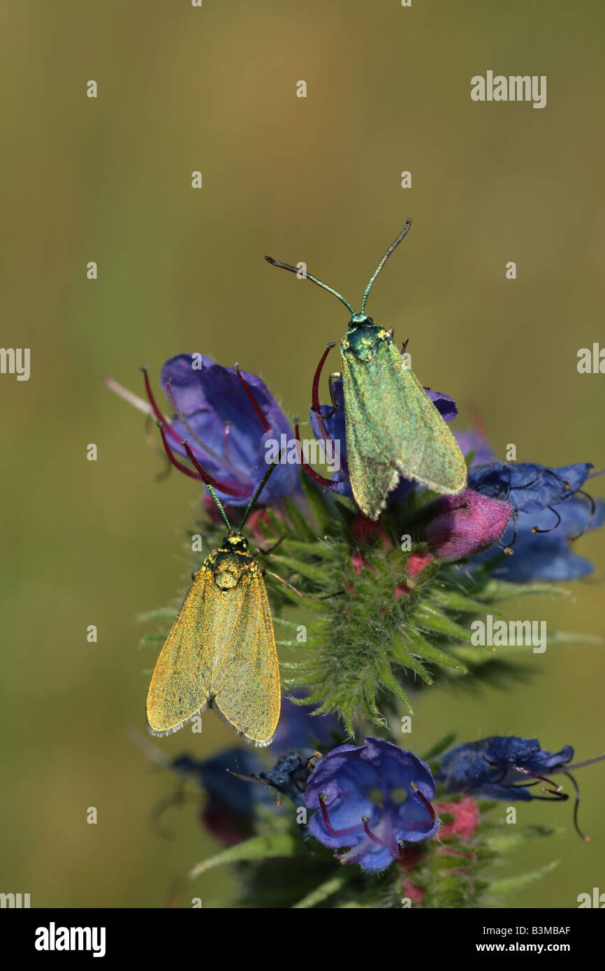 Vipers bugloss moth hi-res stock photography and images - Alamy