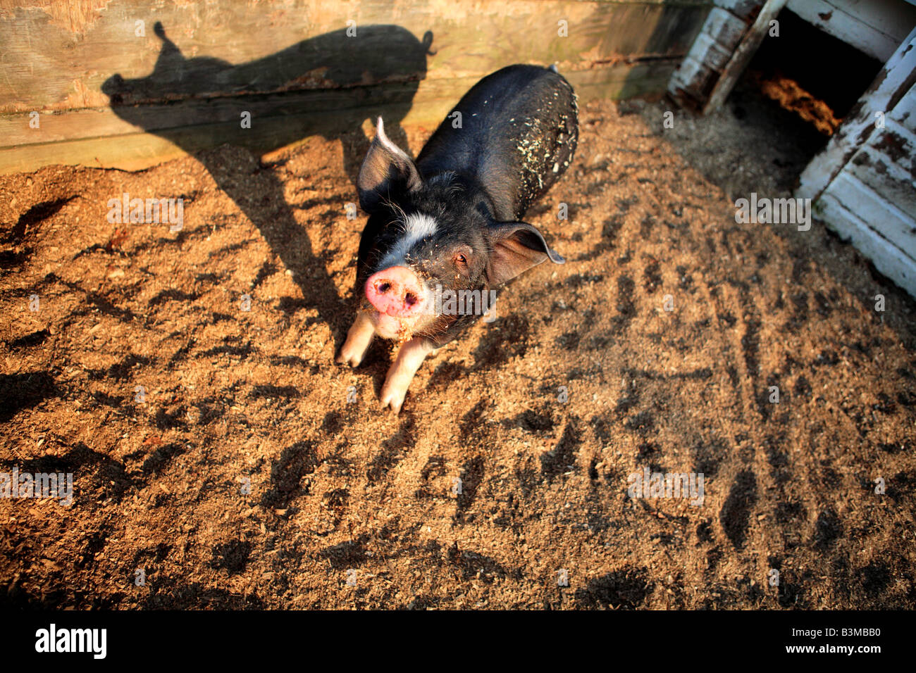 Pig in a pen hi-res stock photography and images - Alamy
