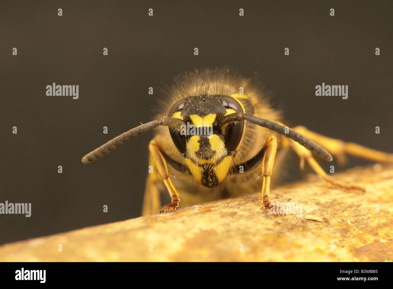Common wasp Vespula vulgaris Stock Photo - Alamy