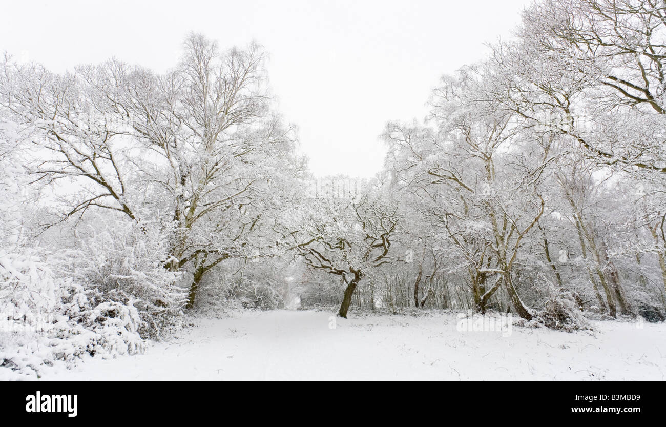 Winter scene with trees covered in snow Stock Photo - Alamy