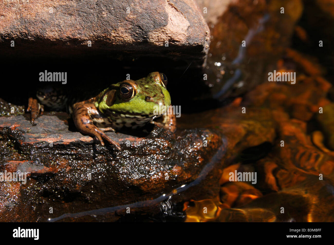 Rana clamitans hi-res stock photography and images - Alamy