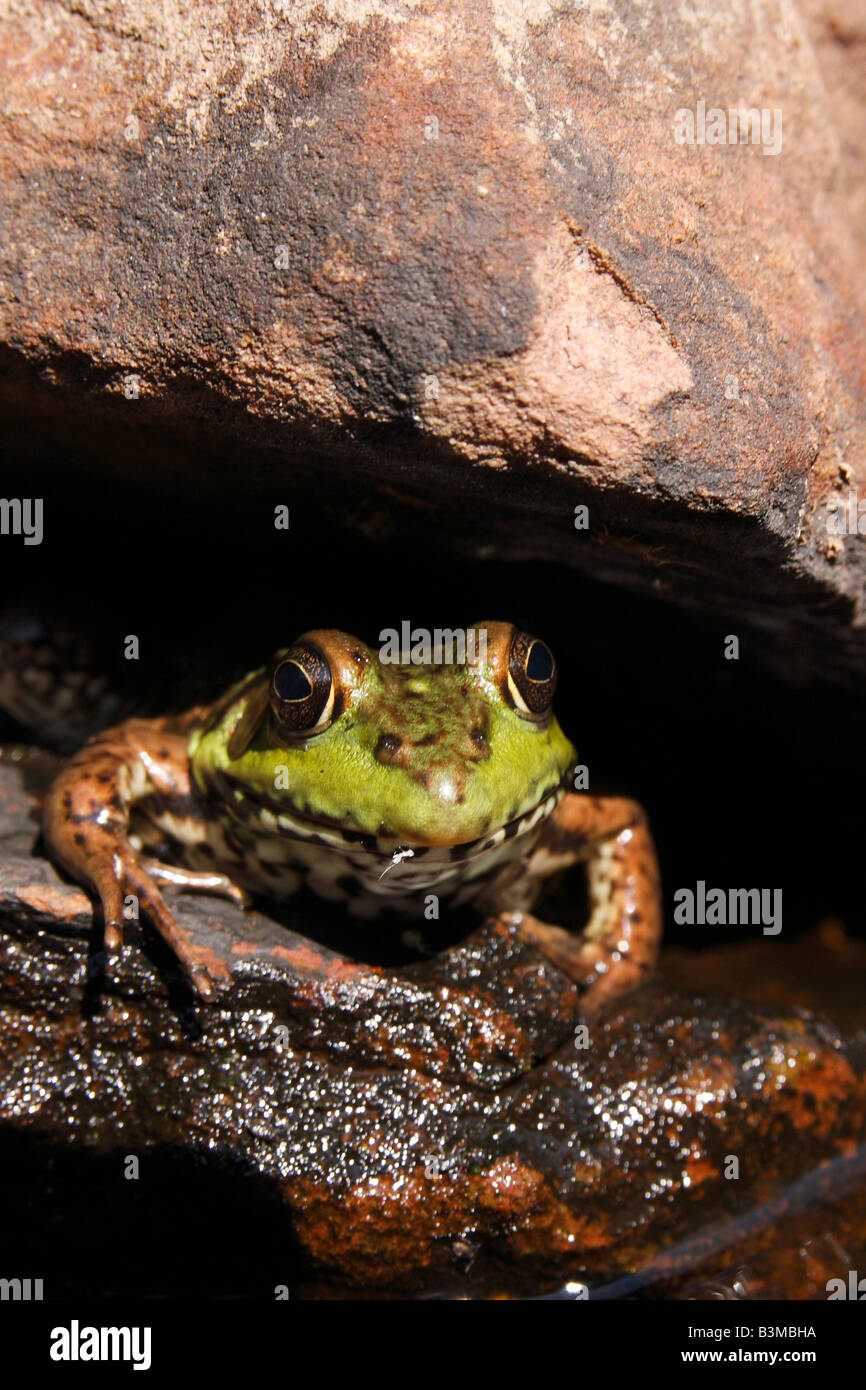 Rana hi res hi-res stock photography and images - Alamy
