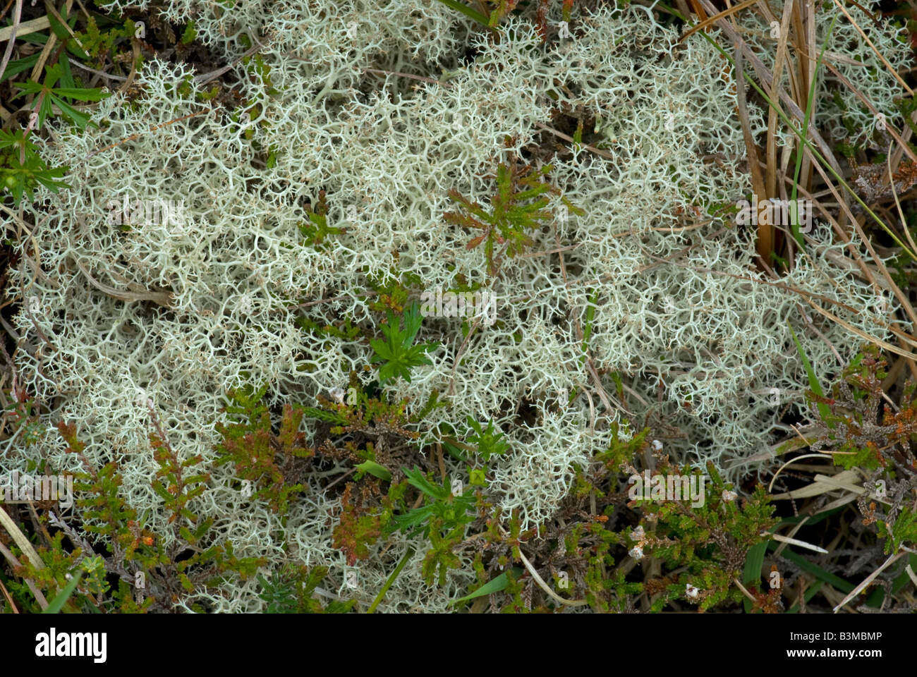 Arctic Tundra Caribou Moss