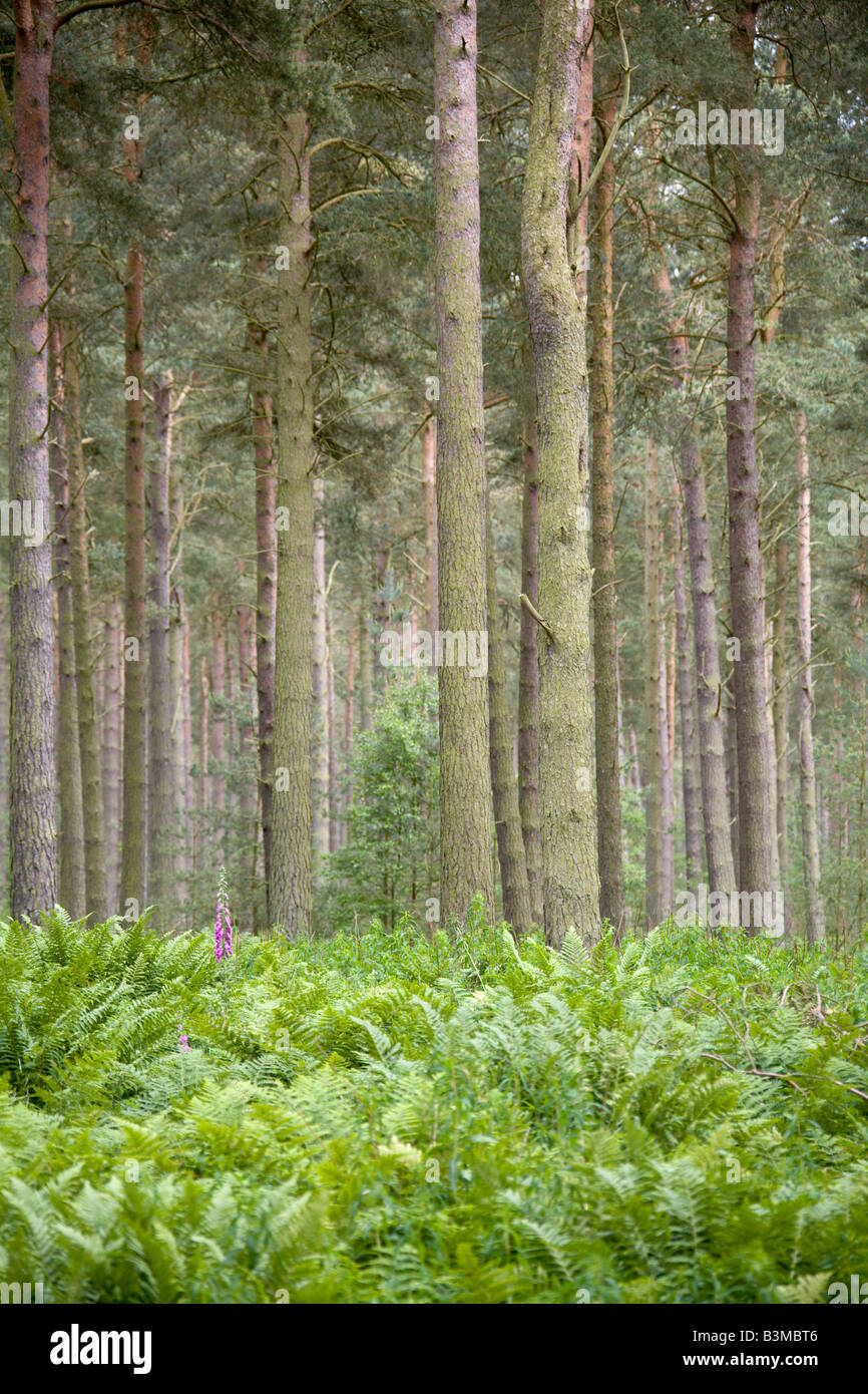 Pine tree forest with ferns Ladybank Fife Scotland Stock Photo - Alamy