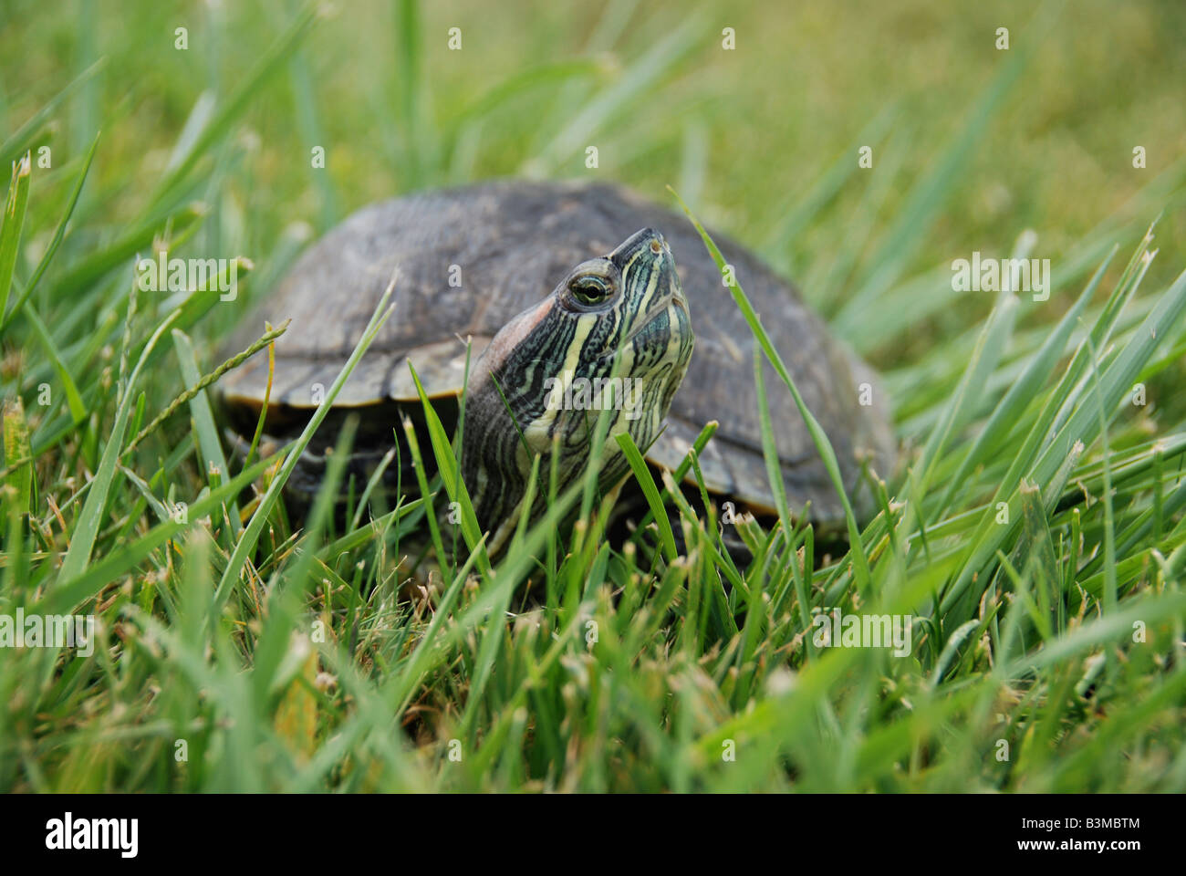 Red-eared Slider Turtle Stock Photo - Alamy