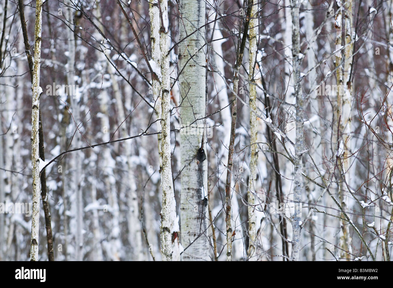 Natural background of tree trunks in winter Stock Photo - Alamy