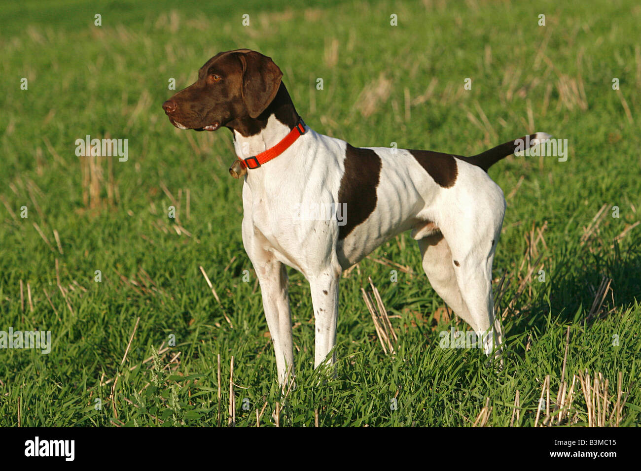 german shorthaired pointer - standing on meadow Stock Photo - Alamy