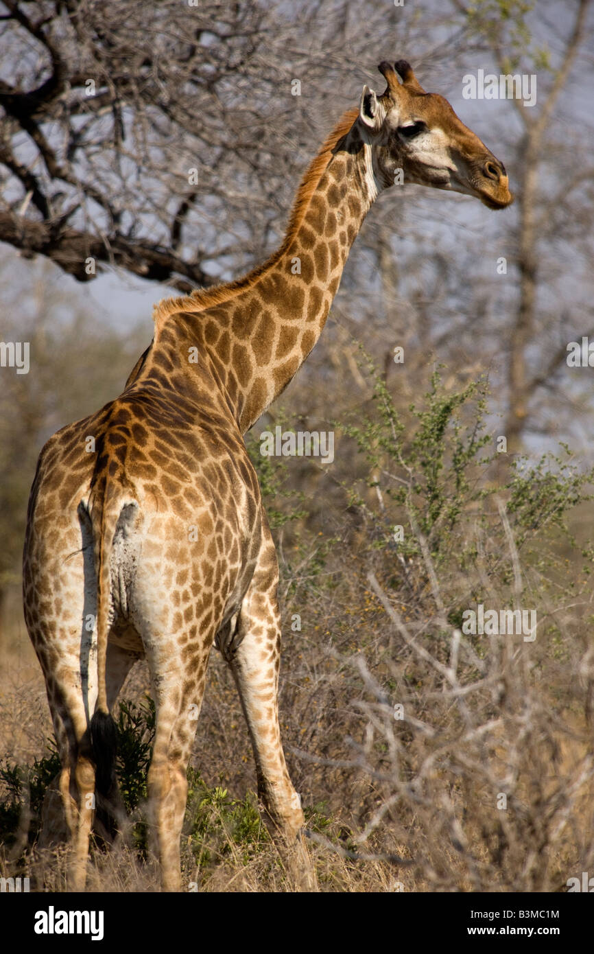 Giraffe (Giraffa camelopardalis), the tallest land-living animal and ...