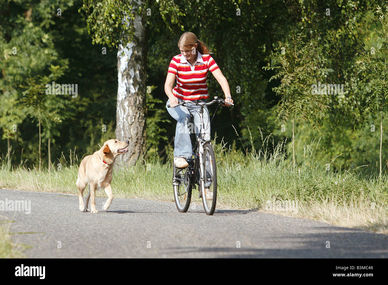 young woman riding a bike - Labrador Retriever running beside Stock ...