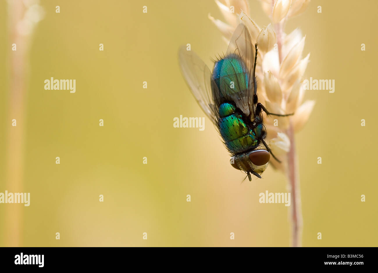 Greenbottle (Lucilia caesar) on grass Stock Photo - Alamy
