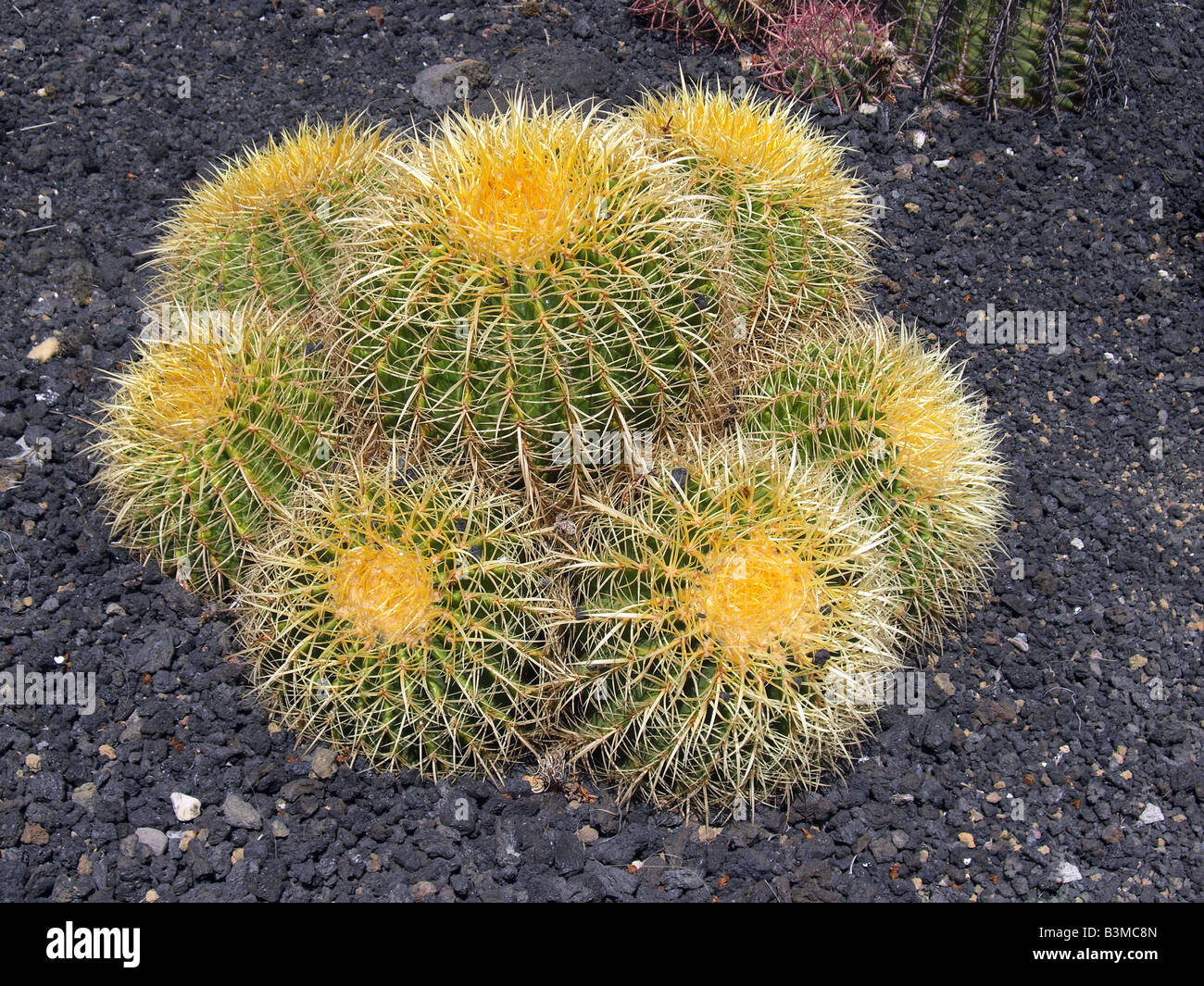 Six Round Cactus Stock Photo - Alamy