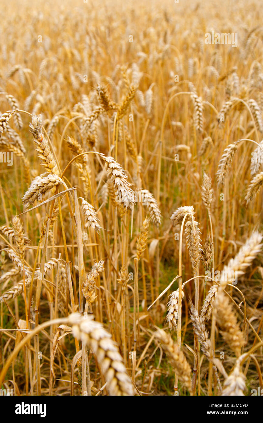 United kingdom wheat grain hi-res stock photography and images - Alamy