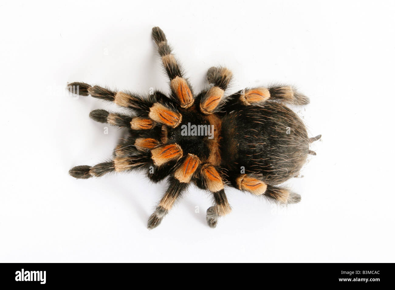 Mexican Redleg, Red-legged Tarantula. (Brachypelma emilia). Spider ...
