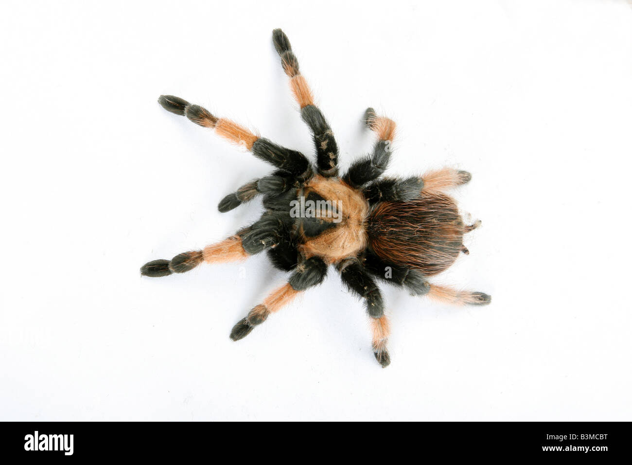 Mexican Redleg, Red-legged Tarantula. (Brachypelma emilia). Spider ...