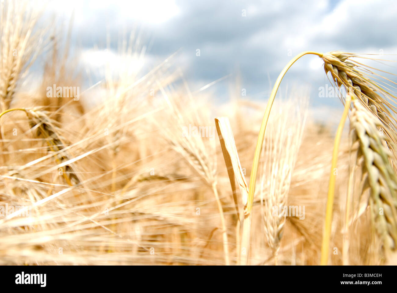 Agriculture economics hi-res stock photography and images - Alamy