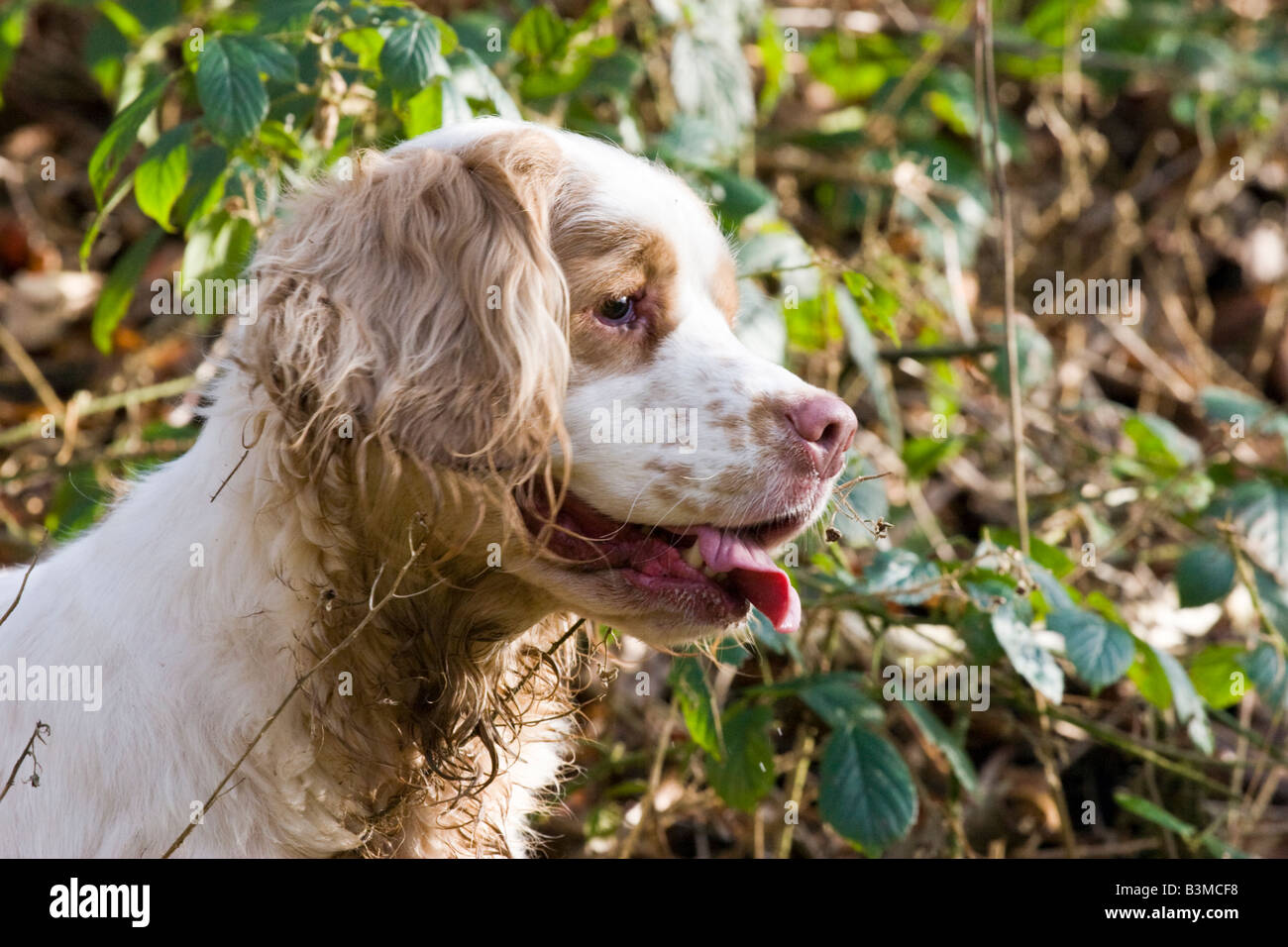 The Clumber is the largest breed of spaniel Pure bred for 200 years ...