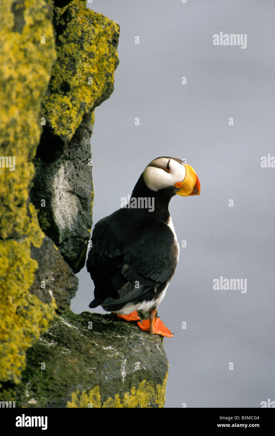 Alaska Colorful Horned Puffin on Mossy Rock Ledge Kachemak Bay near ...