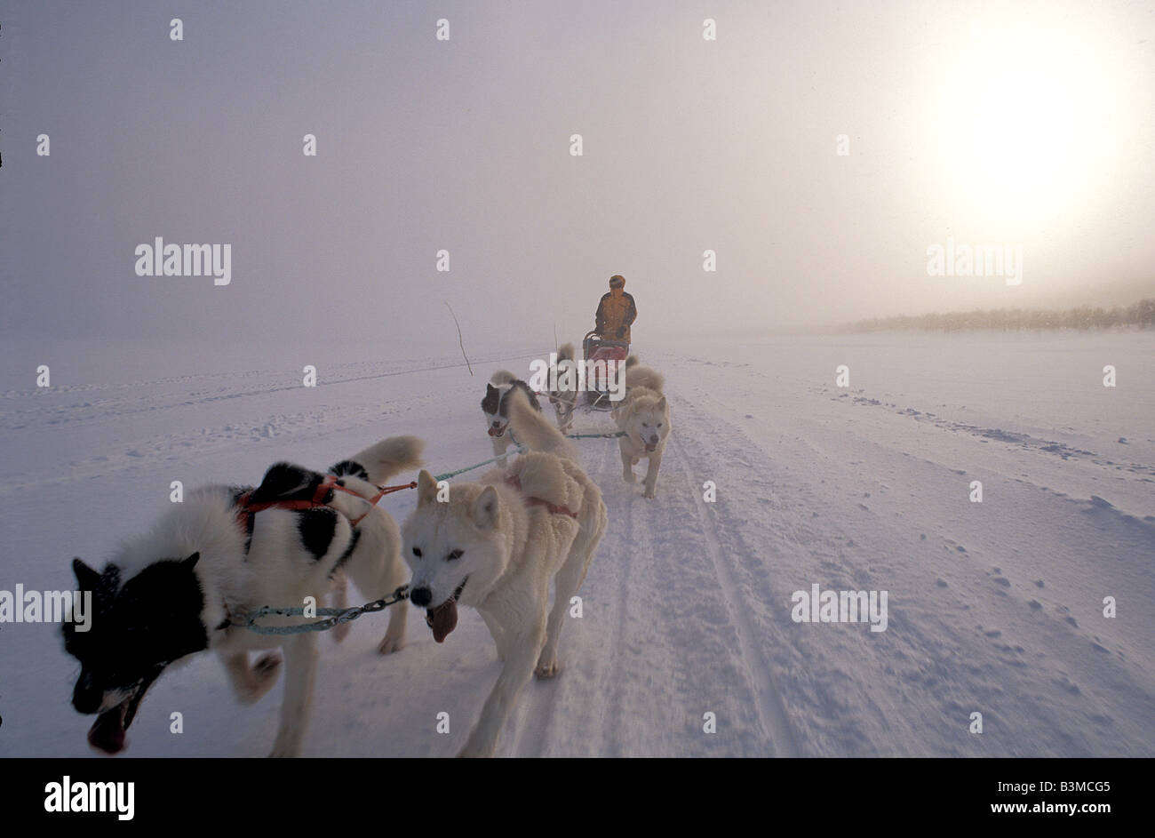 huskies - pulling sledge Stock Photo - Alamy