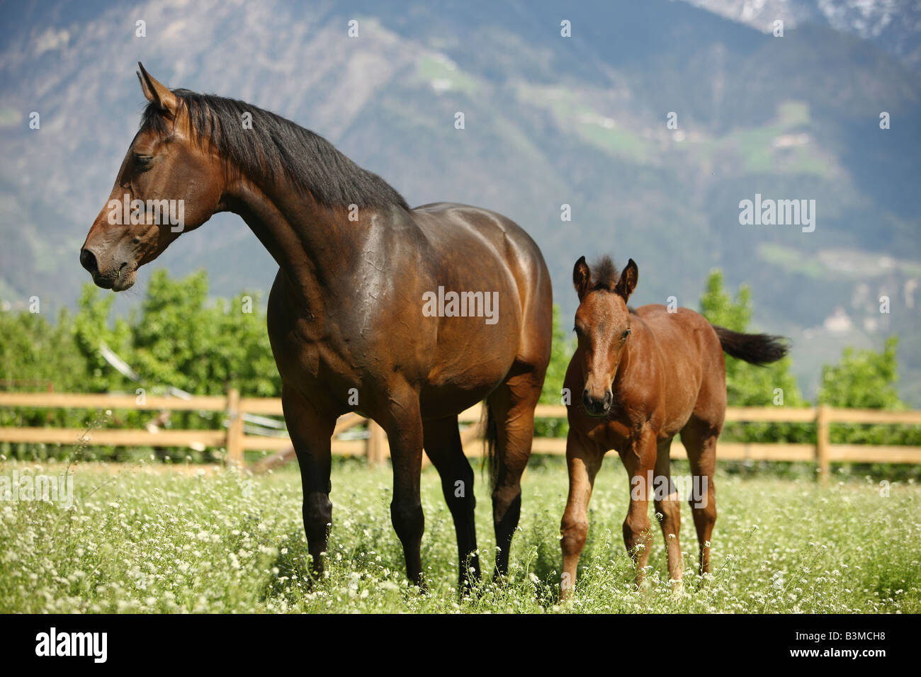 Oldenburg horse mare with foal - standing on meadow Stock Photo - Alamy