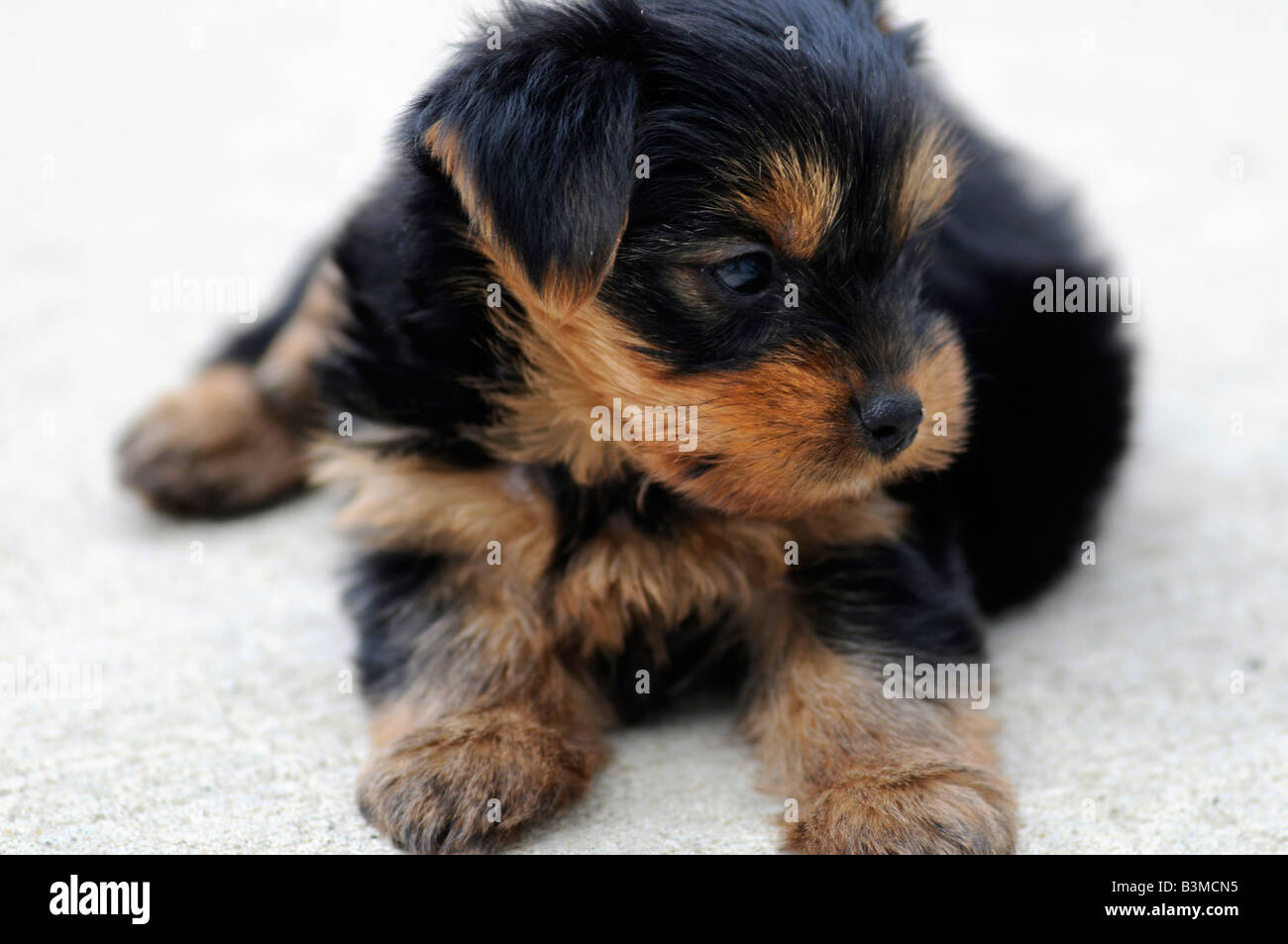 A six week old Yorkshire Terrier puppy Stock Photo - Alamy