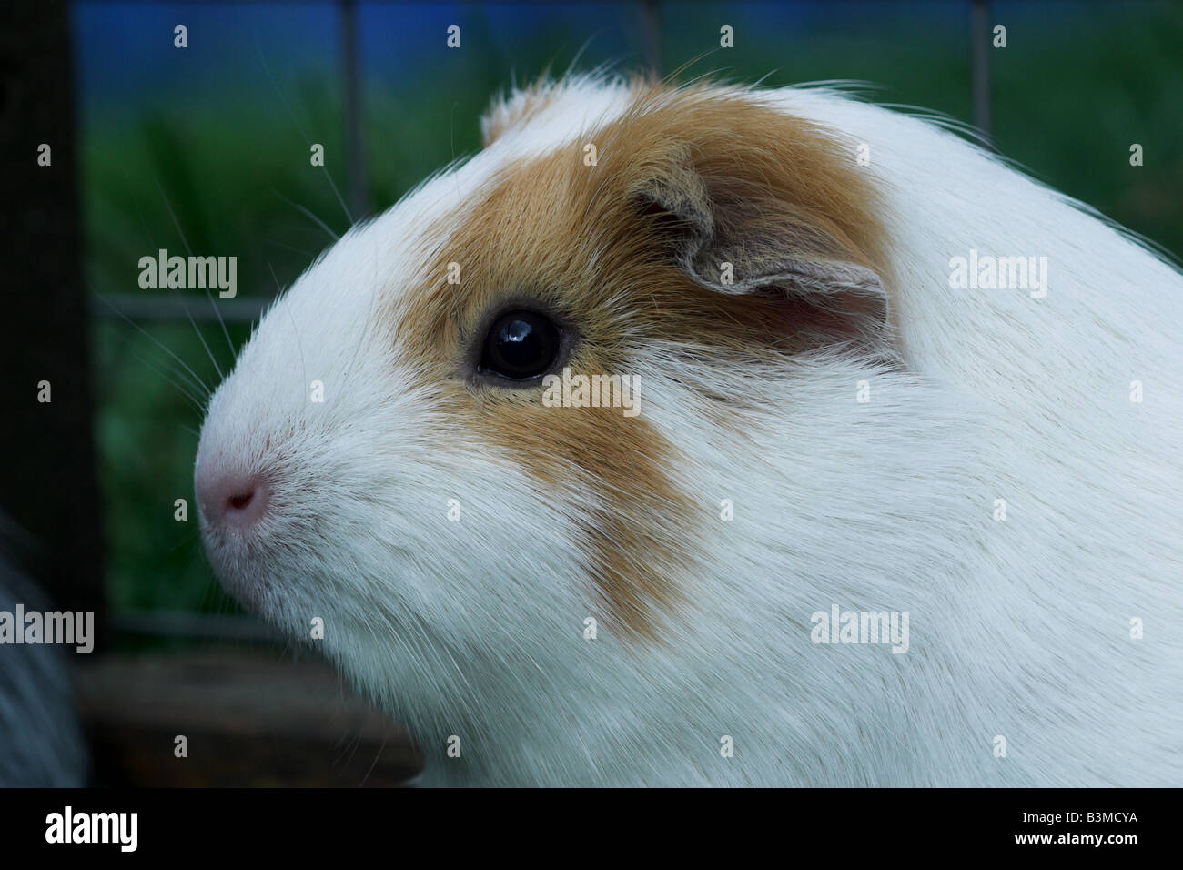 Pet Guinea Pig Stock Photo - Alamy