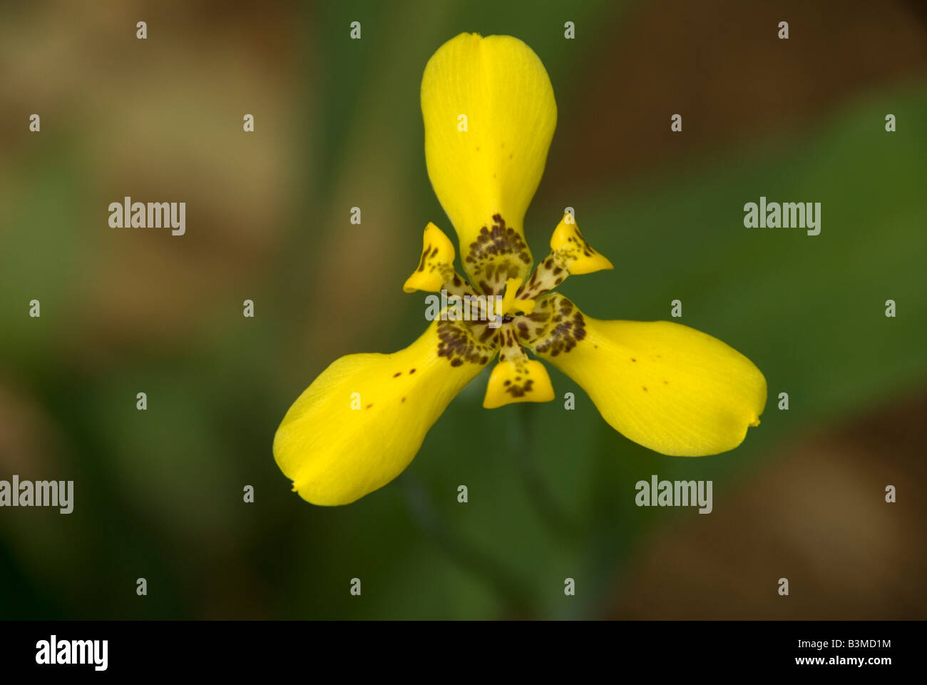 Orchid orchidaceae hi-res stock photography and images - Alamy