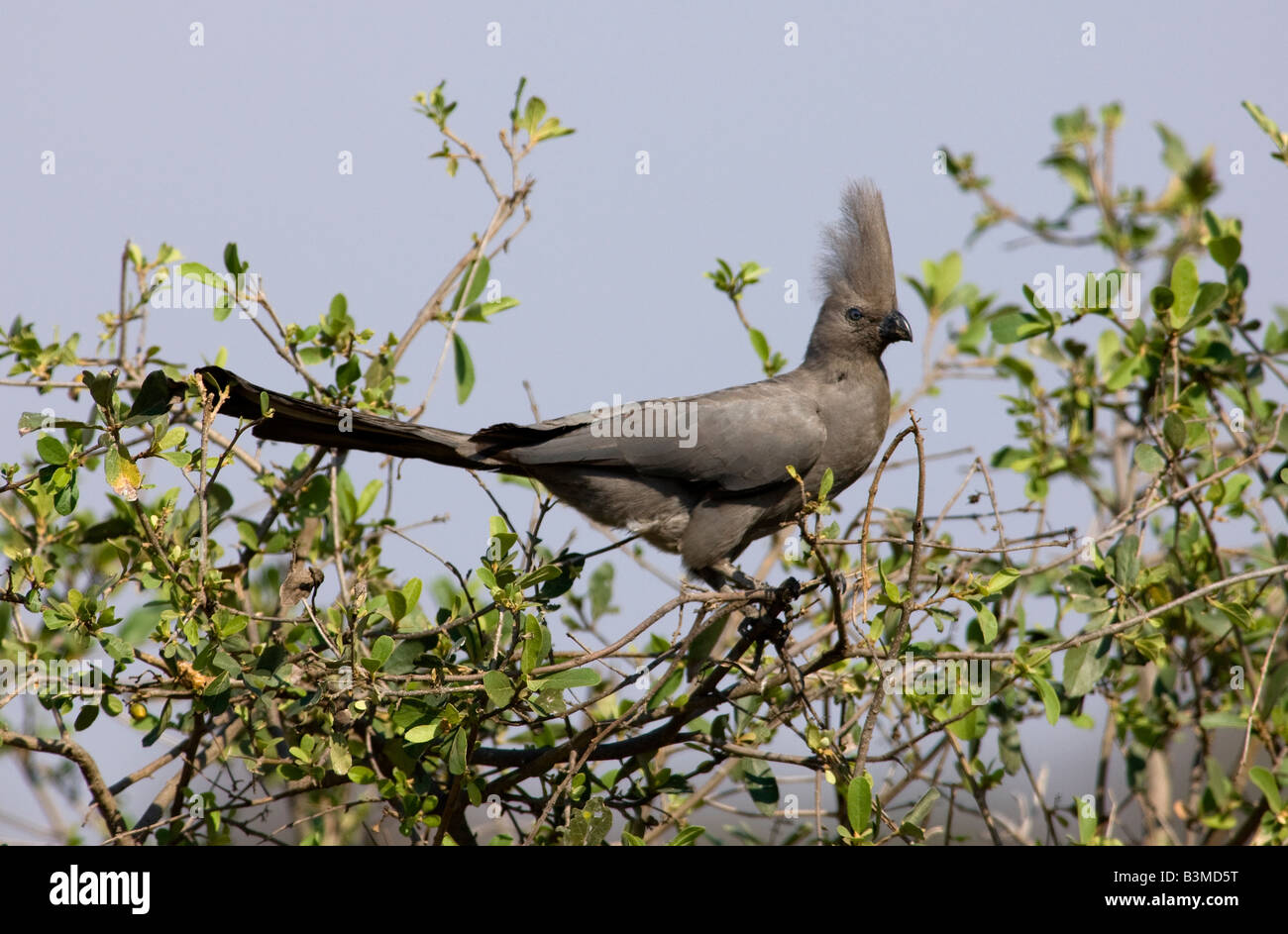 Grey go away bird corythaixoides concolor kruger hi-res stock ...