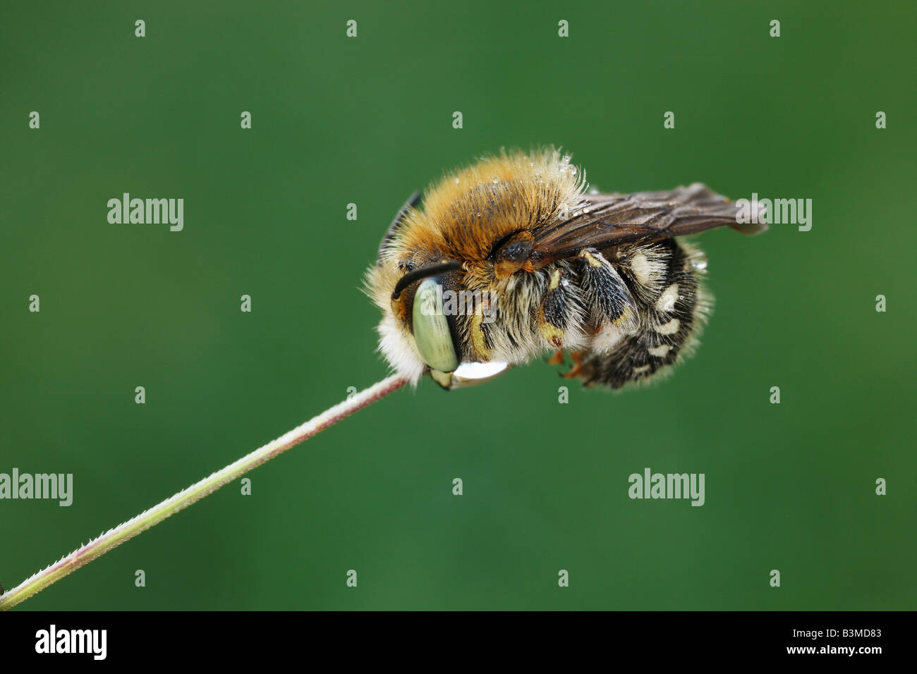 Sleepy Bee High Resolution Stock Photography and Images - Alamy
