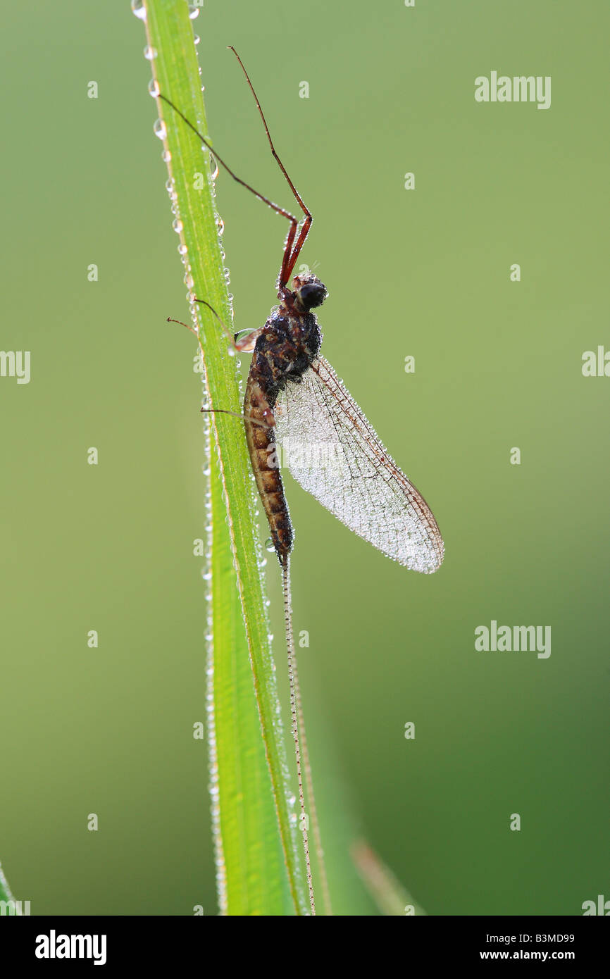 mayfly - at plant Stock Photo - Alamy