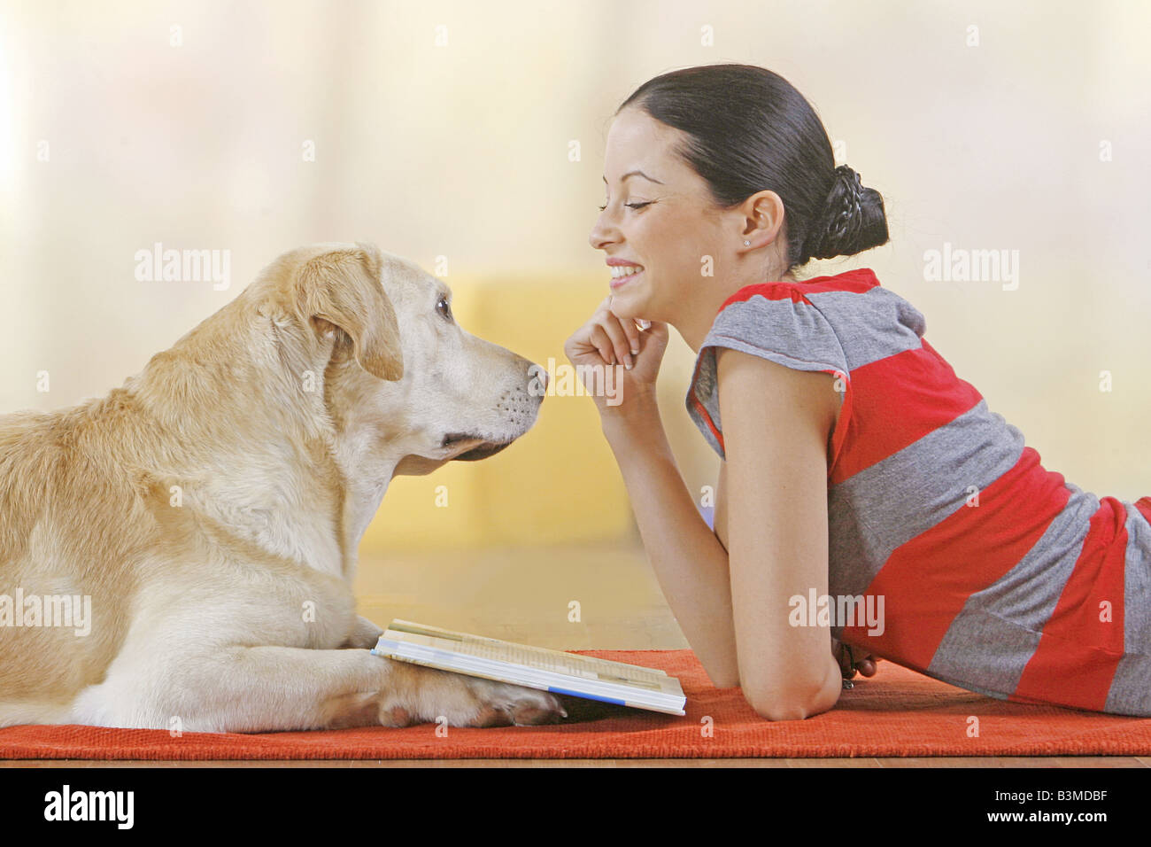 Labrador dog reading book hi-res stock photography and images - Alamy