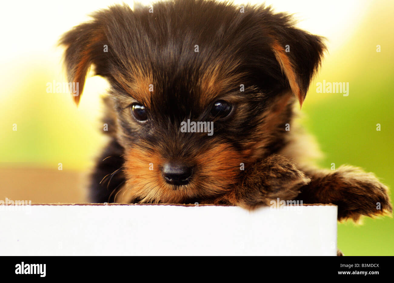 A six week old Yorkshire Terrier puppy peeks from a box Stock Photo - Alamy