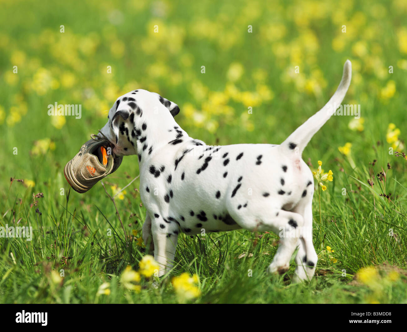 bad habit: dalmatian dog puppy with shoe in muzzle Stock Photo - Alamy
