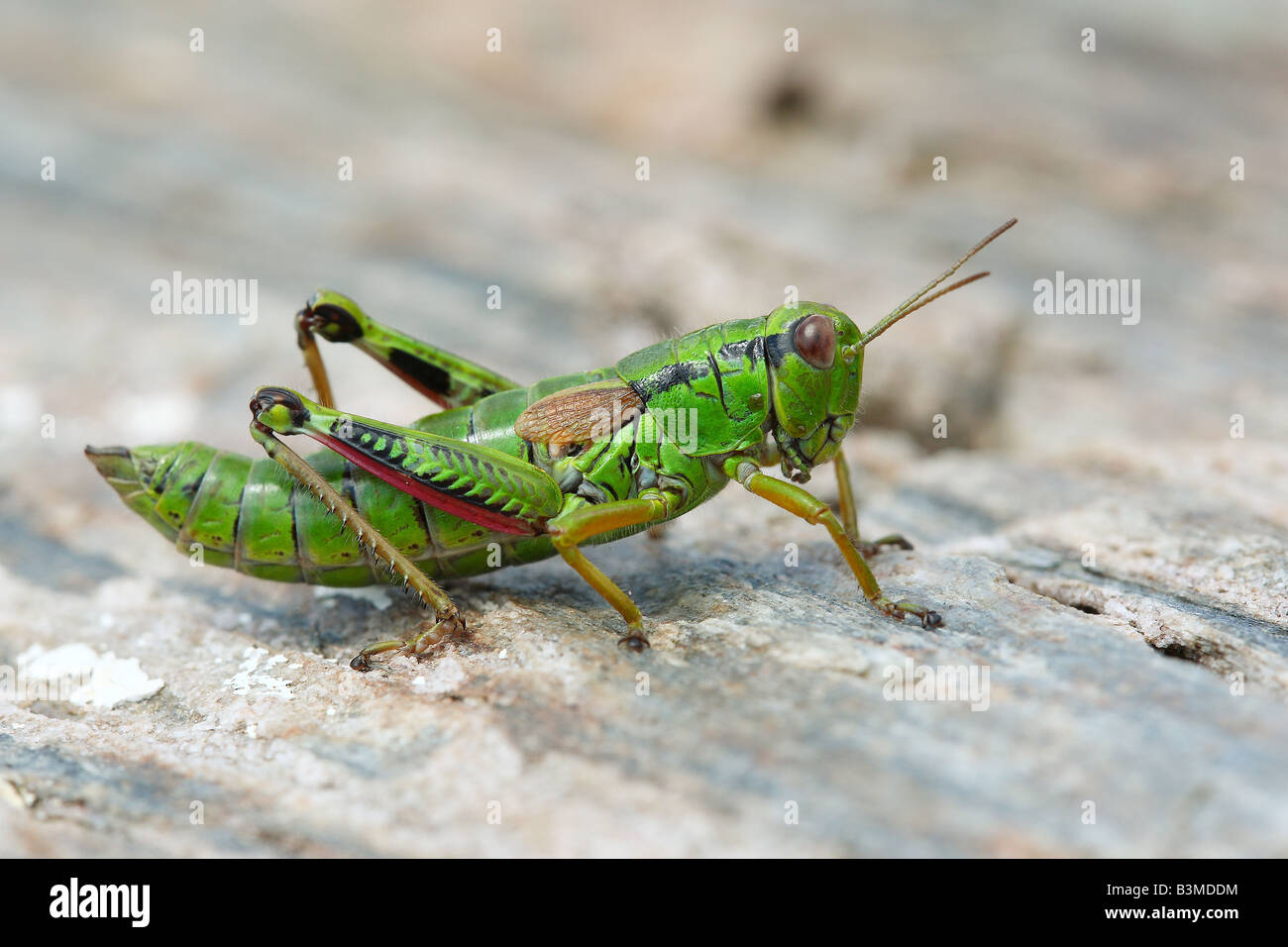 grasshopper - standing146609 Stock Photo - Alamy