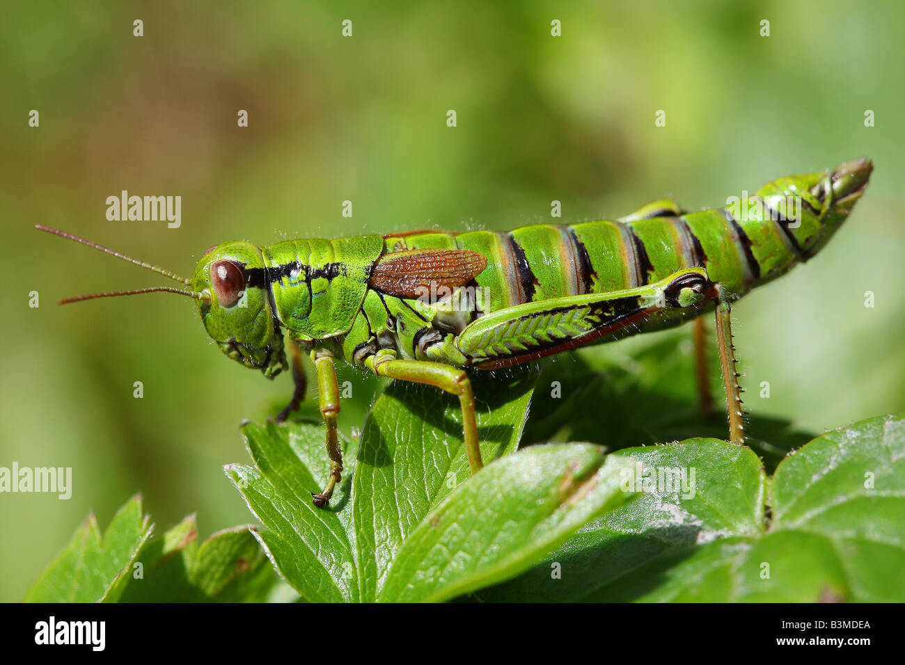 grasshopper - standing on plant Stock Photo - Alamy