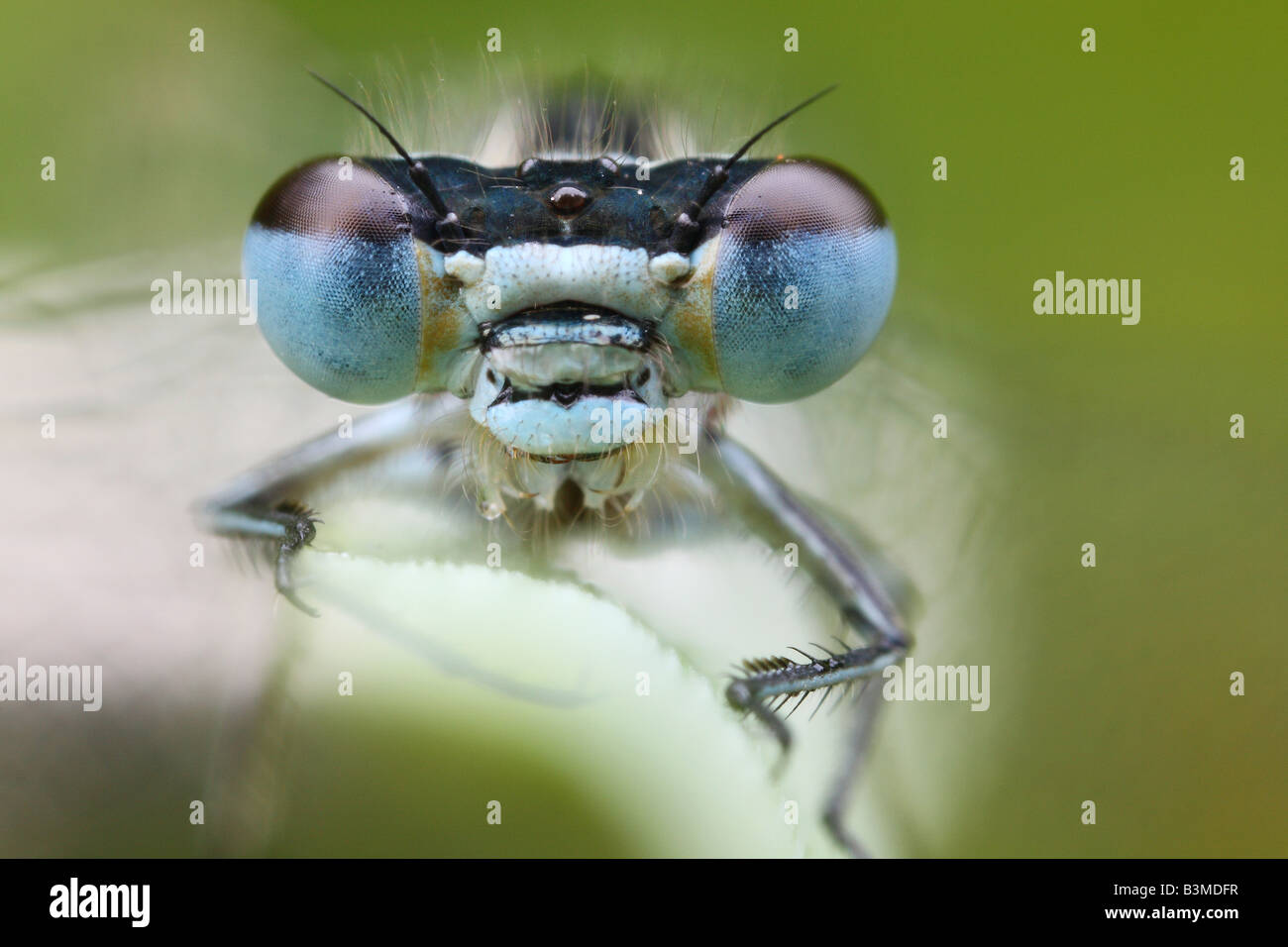 damselfly - portrait Stock Photo - Alamy