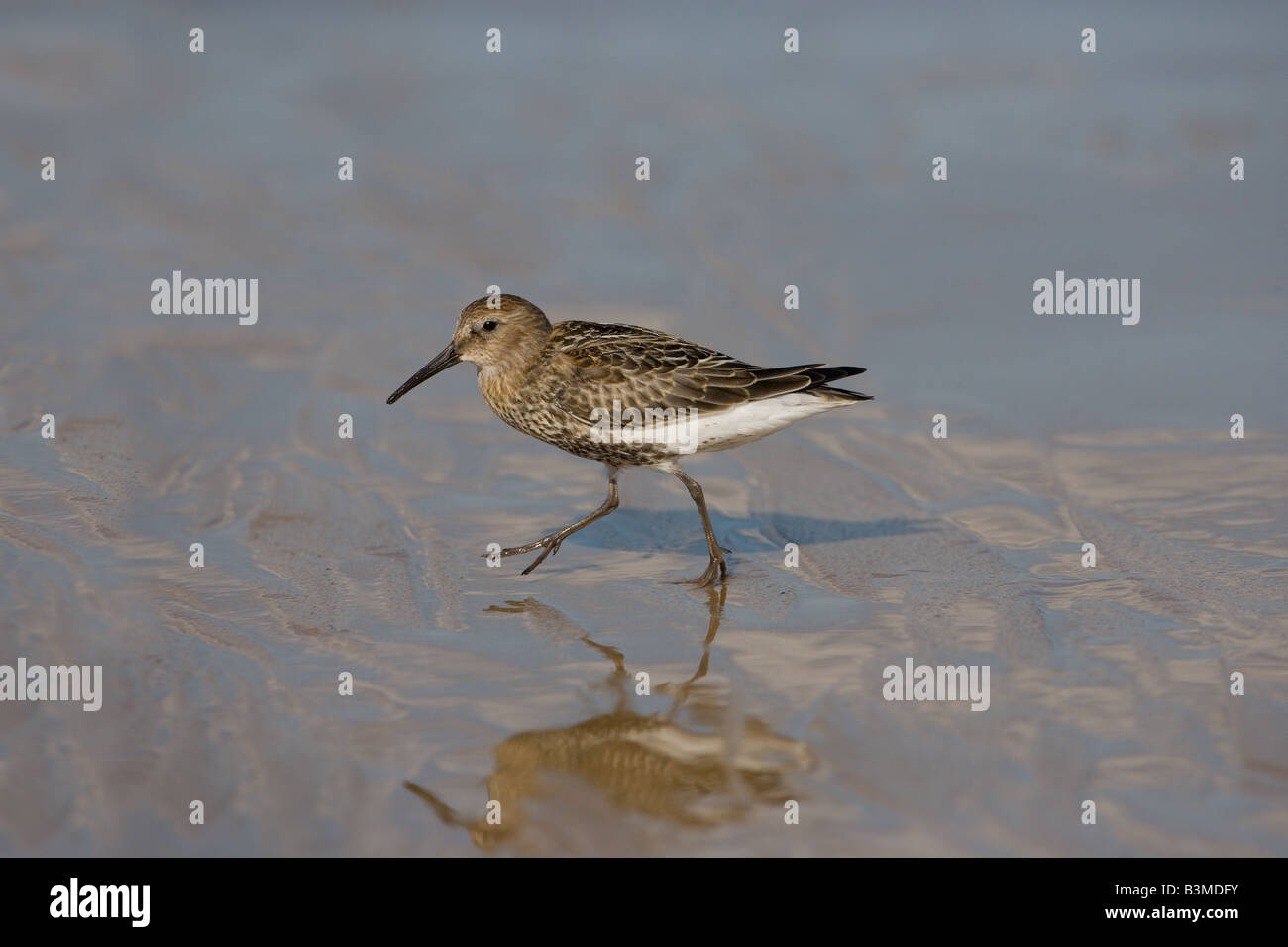 Dunlin Calidris alpina on shingle beach in winter Stock Photo - Alamy