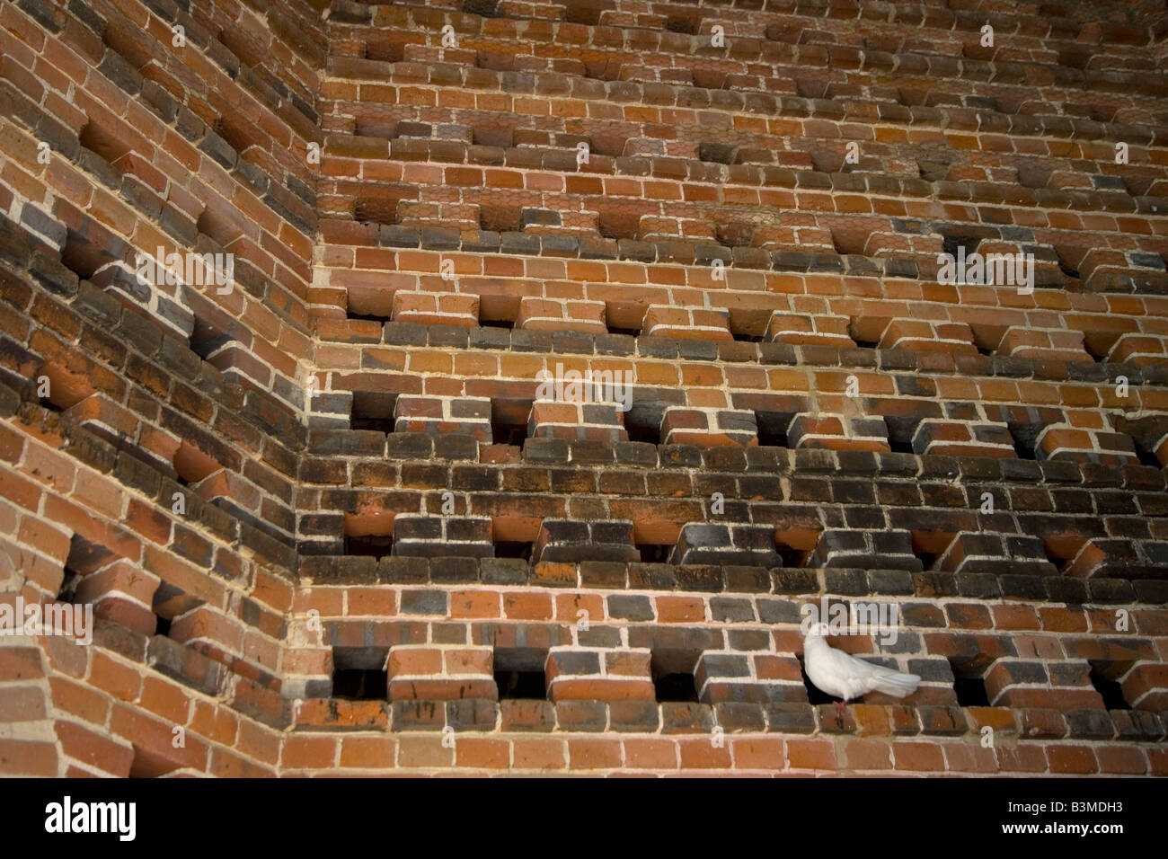 White Doves or Fan-Tailed Pigeons in an historic Dovecote Stock Photo ...