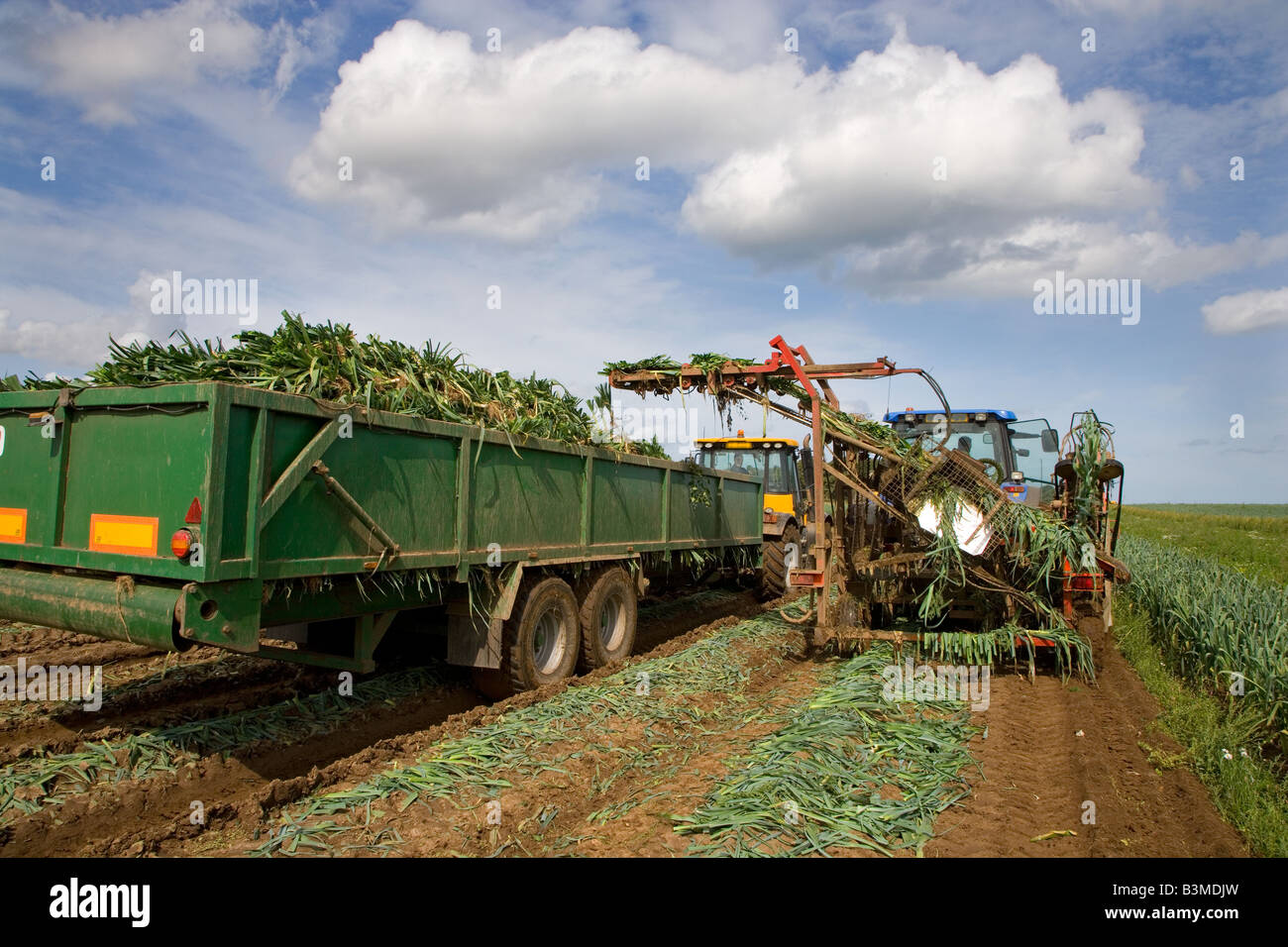 Harvesting Leeks Norfolk UK September Stock Photo - Alamy