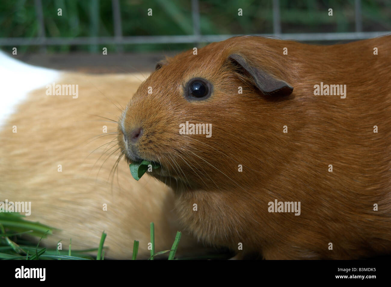 Pet Guinea Pig Stock Photo - Alamy