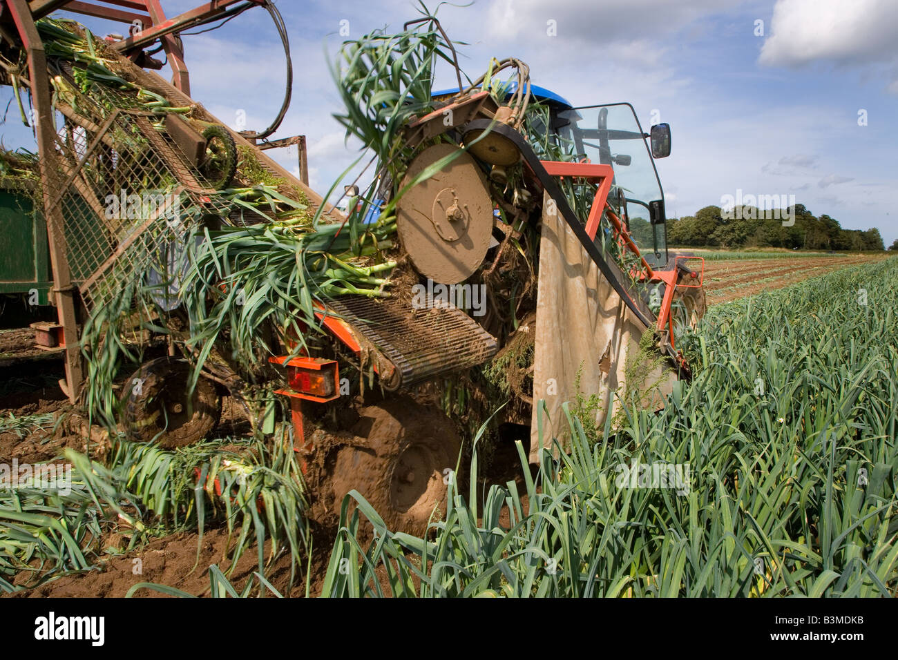 Harvesting Leeks Norfolk UK September Stock Photo - Alamy