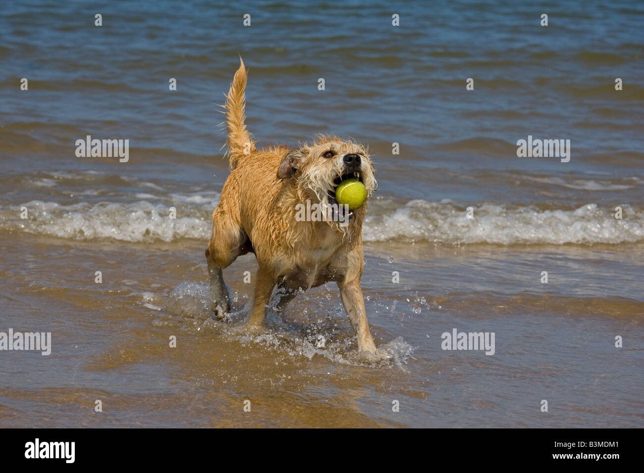 Seaside animals hi-res stock photography and images - Alamy