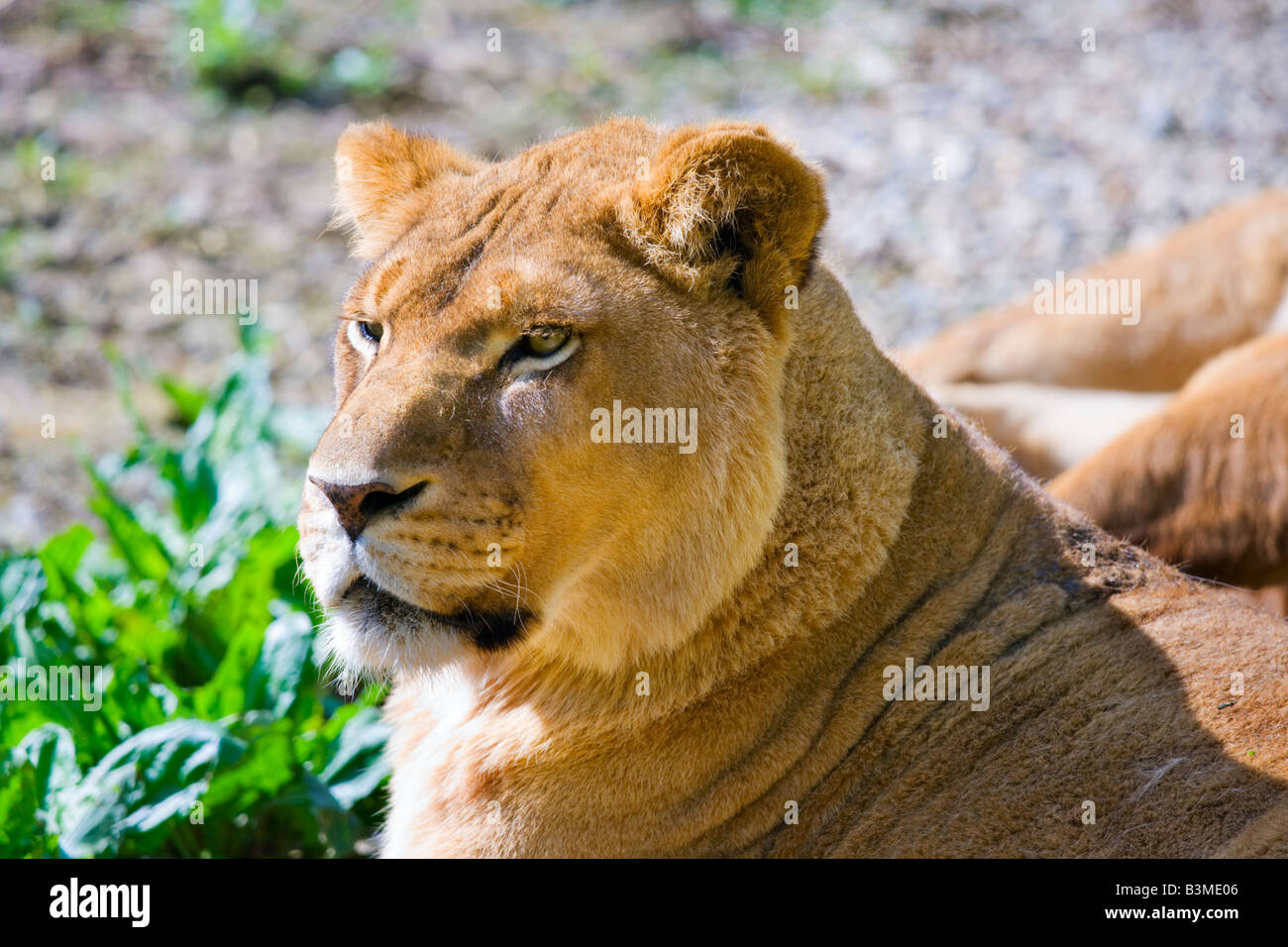 Alert animal lion hi-res stock photography and images - Alamy