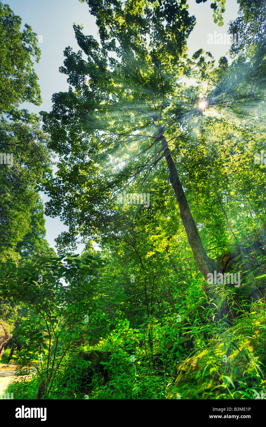 Hdr woods trees sun sky hi-res stock photography and images - Alamy